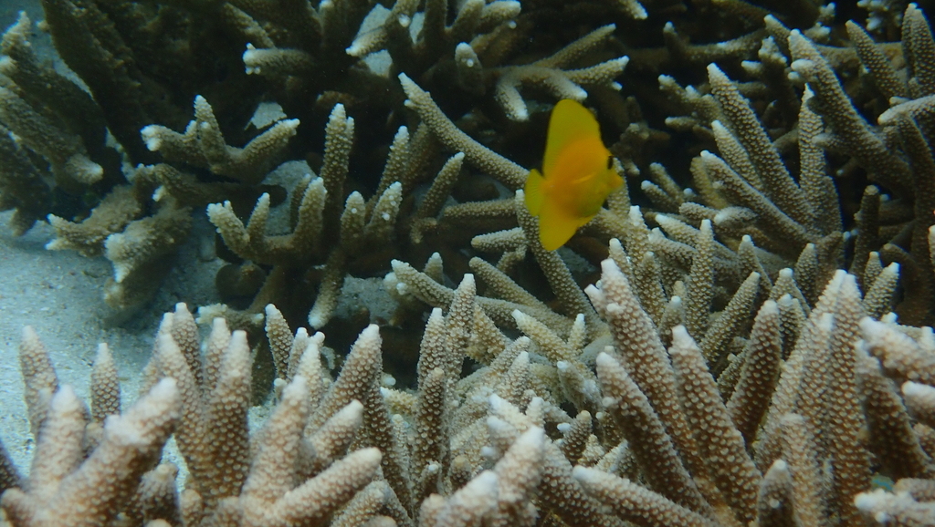 Yellow Tang from Hagåtña, Guam on September 22, 2023 at 03:21 PM by ...