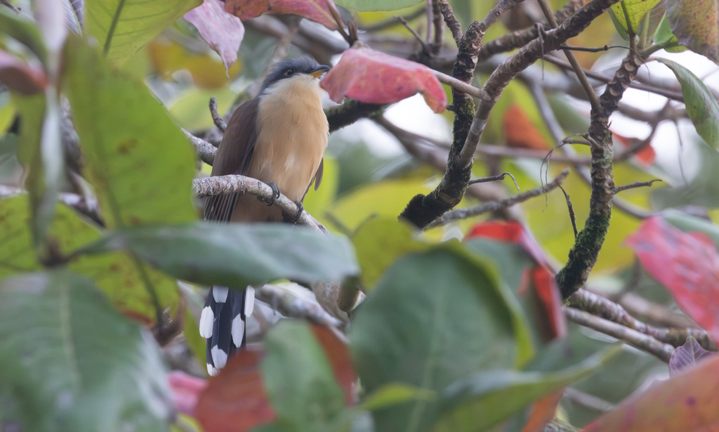 Cocos Cuckoo in September 2023 by Chris Wood · iNaturalist
