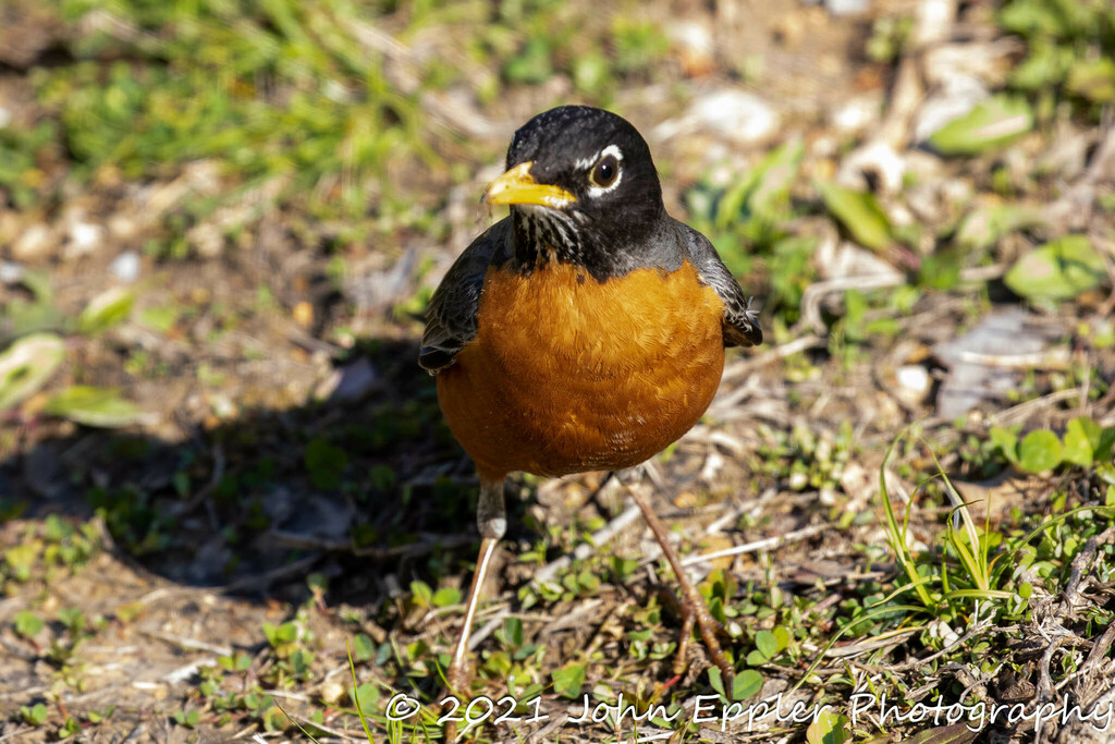 American Robin from Camden County, MO, USA on April 22, 2021 at 08:23 ...