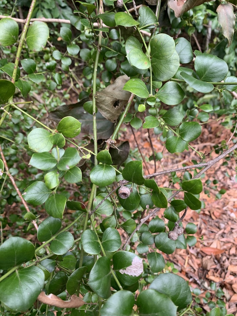 conkerberry from Tanawha, QLD, AU on September 25, 2023 at 10:11 AM by ...