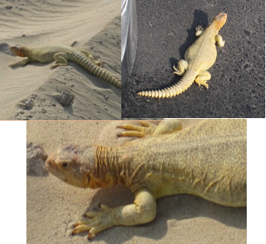 Uromastyx aegyptia microlepis in February 2019 by Yujin Shin. Family ...