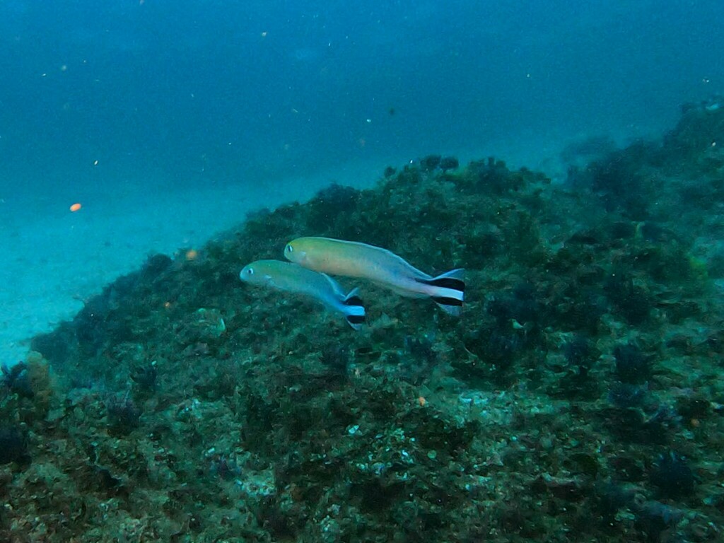 Flagtail Blanquillo from Byron, New South Wales, Australia on September ...