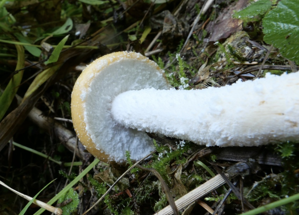 Questionable Stropharia from Grays Harbor County, WA, USA on September ...