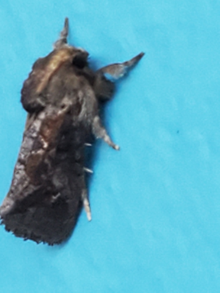 Burrowing Webworm Moths from Villa Magante (D. M.)., 56000, Dominican ...