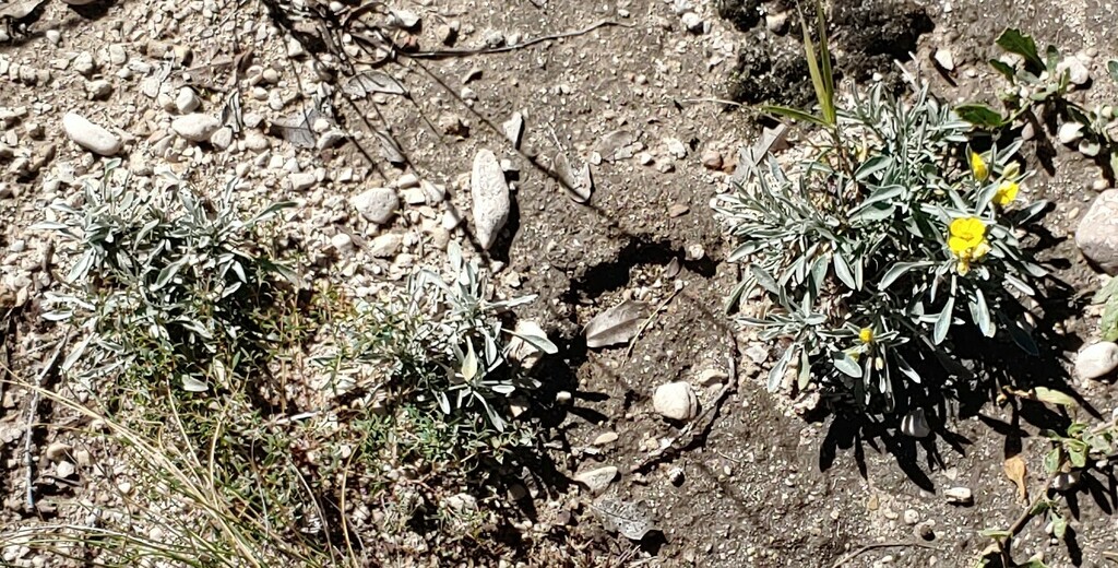 Fendler's bladderpod from Culberson County, TX, USA on October 20, 2022 ...