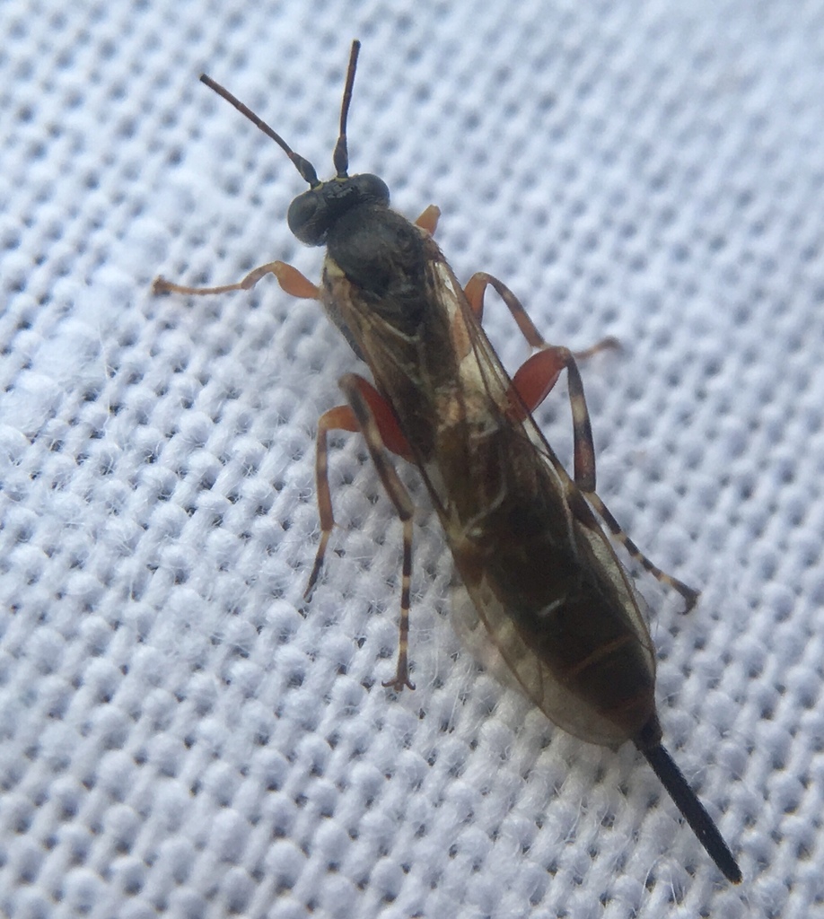 Itoplectis maculator from TW11, Teddington, England, GB on March 2 ...