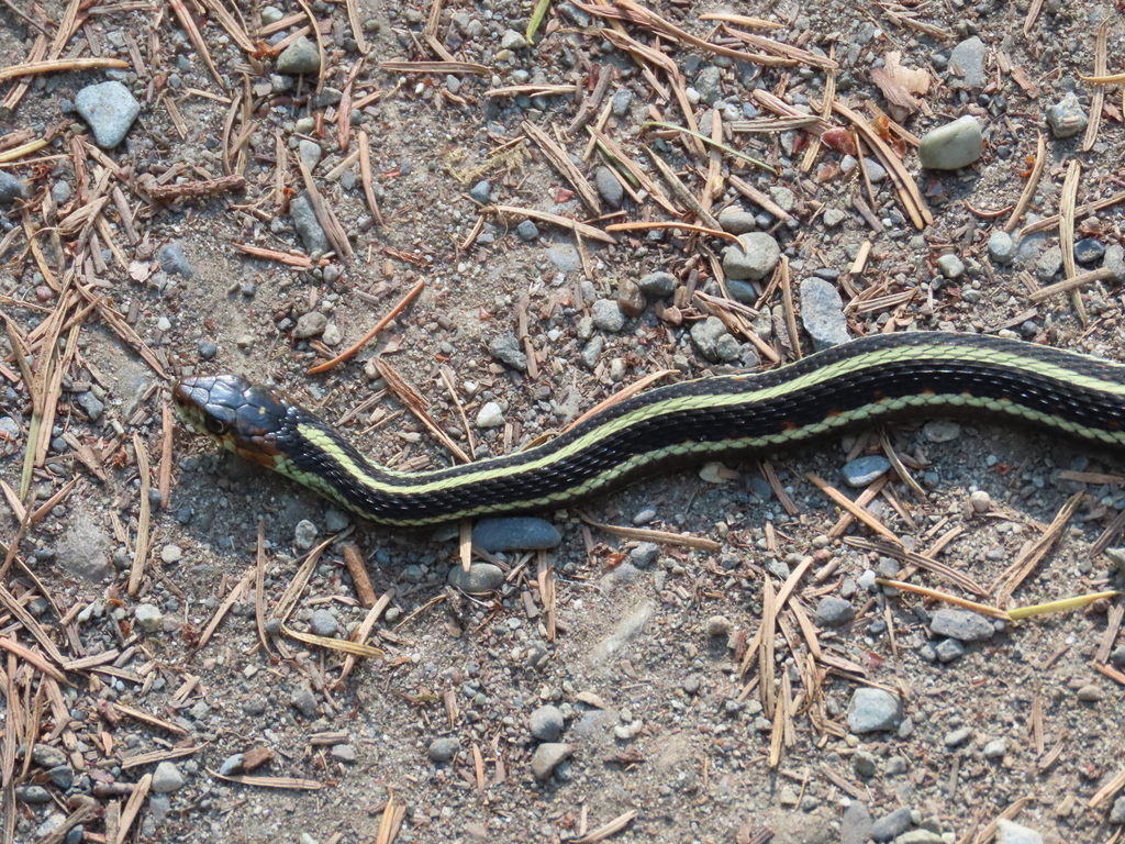 Common Garter Snake from Sequim, WA 98382, USA on September 22, 2023 at ...