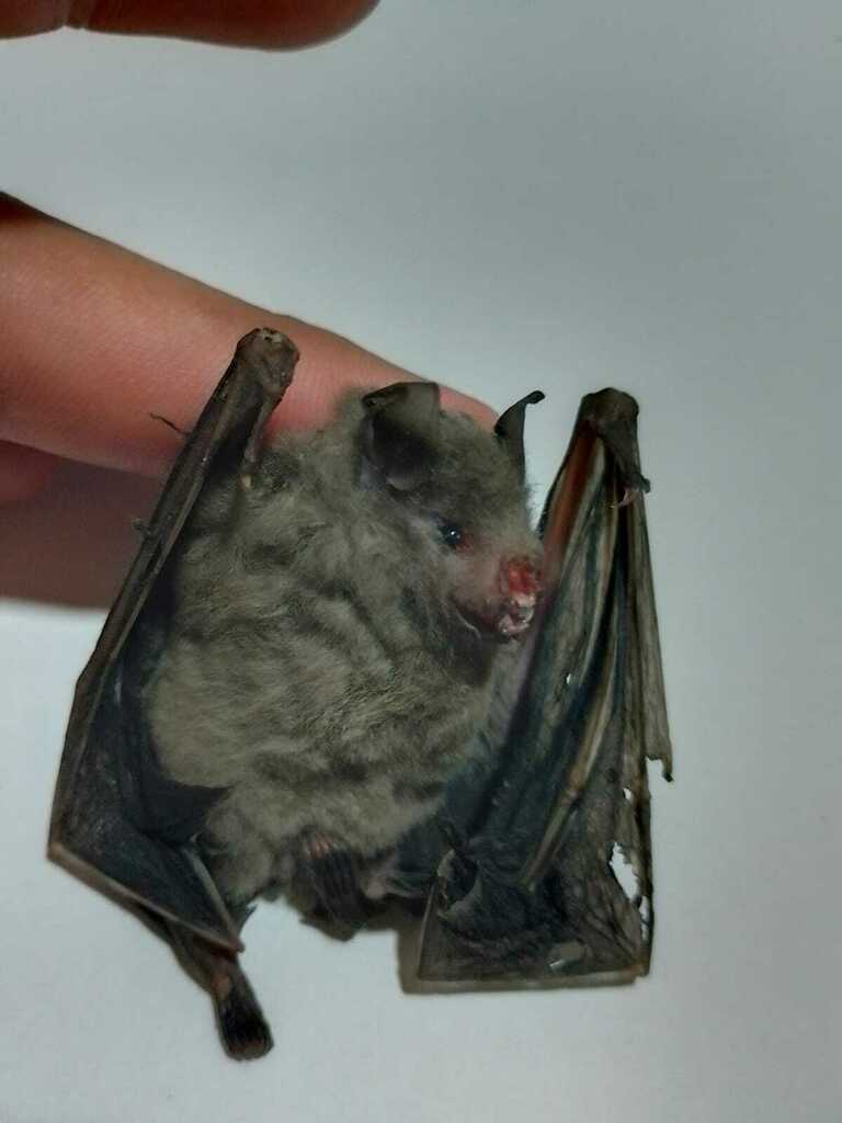 Seba's Short-tailed Bat from El Pangui, Ecuador on June 27, 2023 at 06: ...