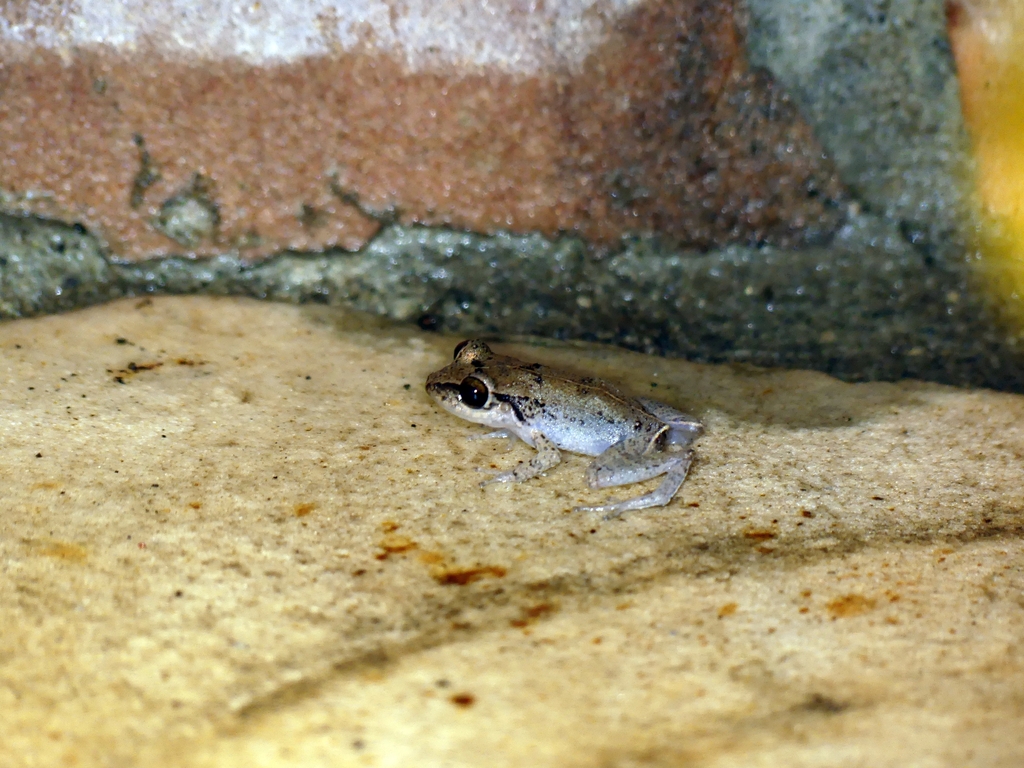 Lesser Antillean whistling frog from Fort-de-France, Martinique on ...