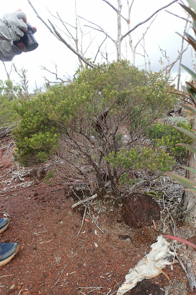 Sannantha leratii from Le Mont-Dore, New Caledonia on August 7, 2023 at ...