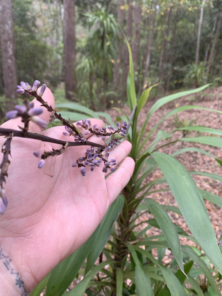 Slender Palm Lily from Tanawha, QLD, AU on September 25, 2023 at 11:19 ...