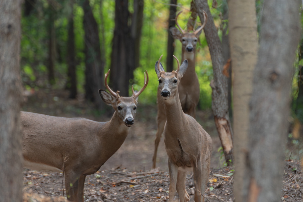 White-tailed Deer from Bayview Village, Toronto, ON, Canada on ...