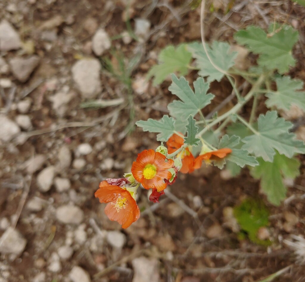 gray globemallow from Organ Mountain on October 23, 2022 at 11:21 AM by ...