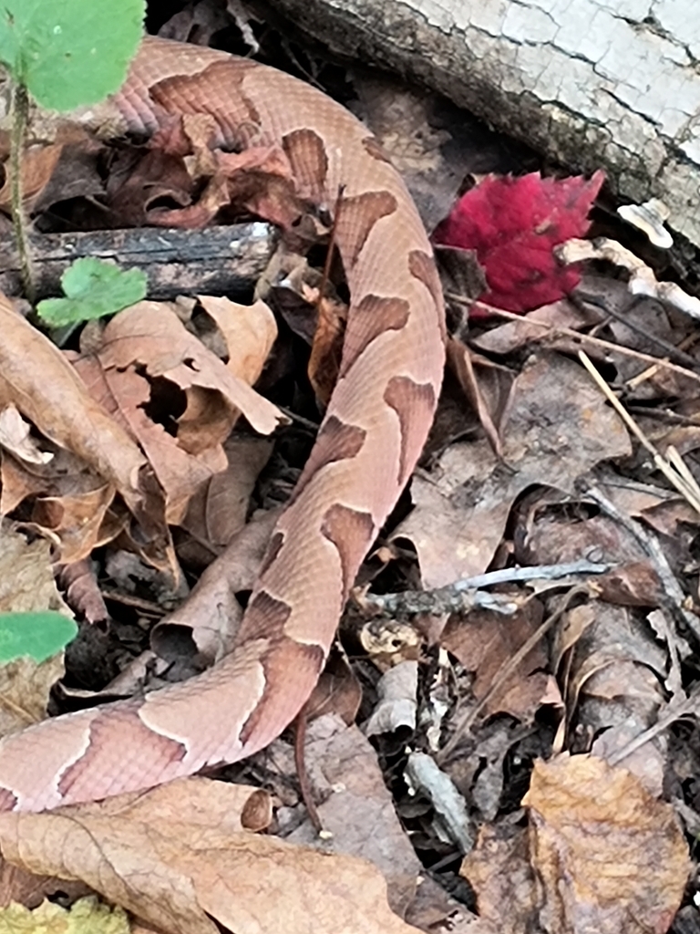 Eastern Copperhead from Park Hills, MO, USA on September 24, 2023 at 03 ...