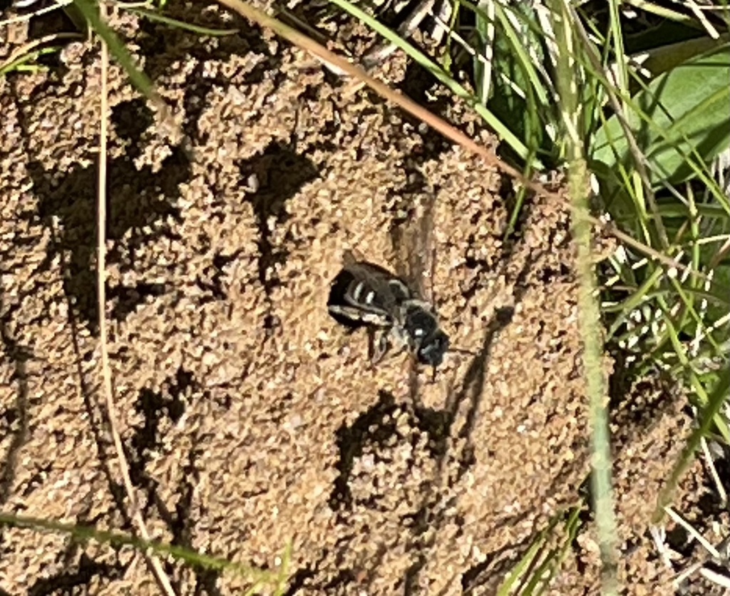 Lasioglossum in September 2023 by suecee. Built up mound. Bee activity ...