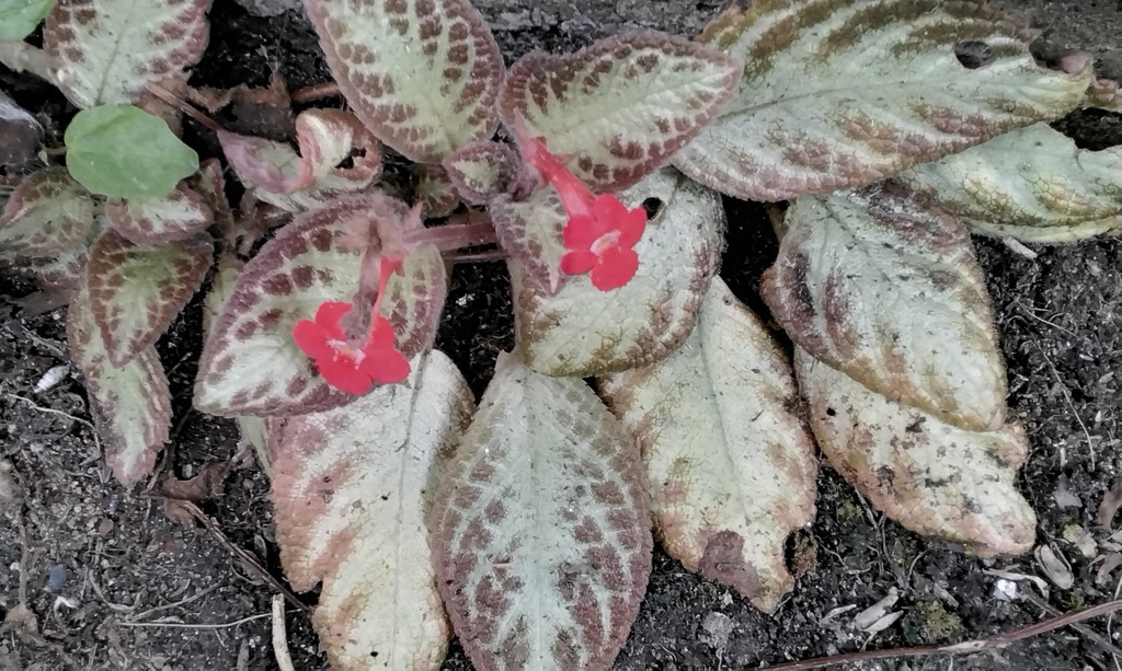 Flame Violet from Pavaiai, Western District, American Samoa on ...