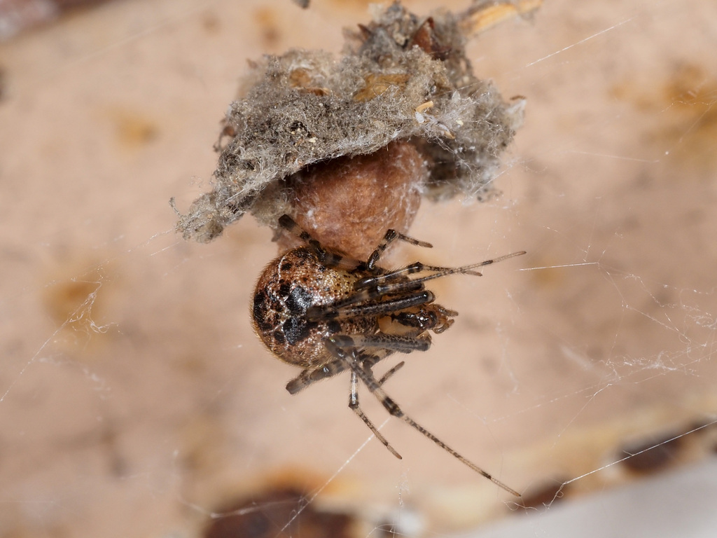 Tent Cobweb Weaver from Belle Haven, VA, USA on September 2, 2023 at 08 ...
