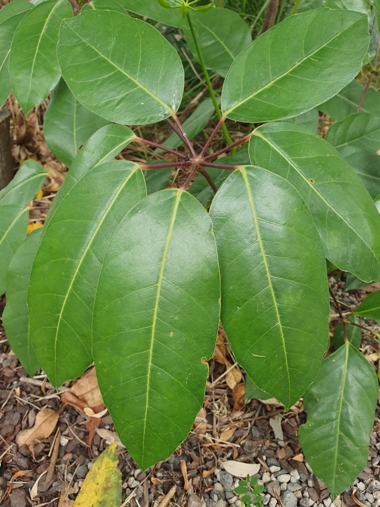Australian Umbrella Tree from Caloundra - Hinterland, AU-QL, AU on ...