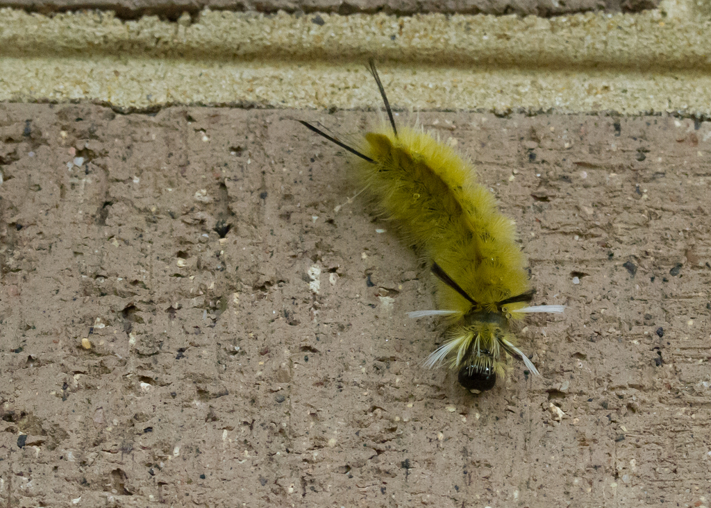 Banded Tussock Moth from Lathrop E. Smith Environmental Ed Center on ...