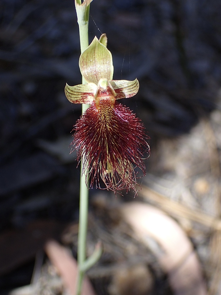 red beard orchid from Tomaree National Park, Fingal Bay, NSW, AU on ...