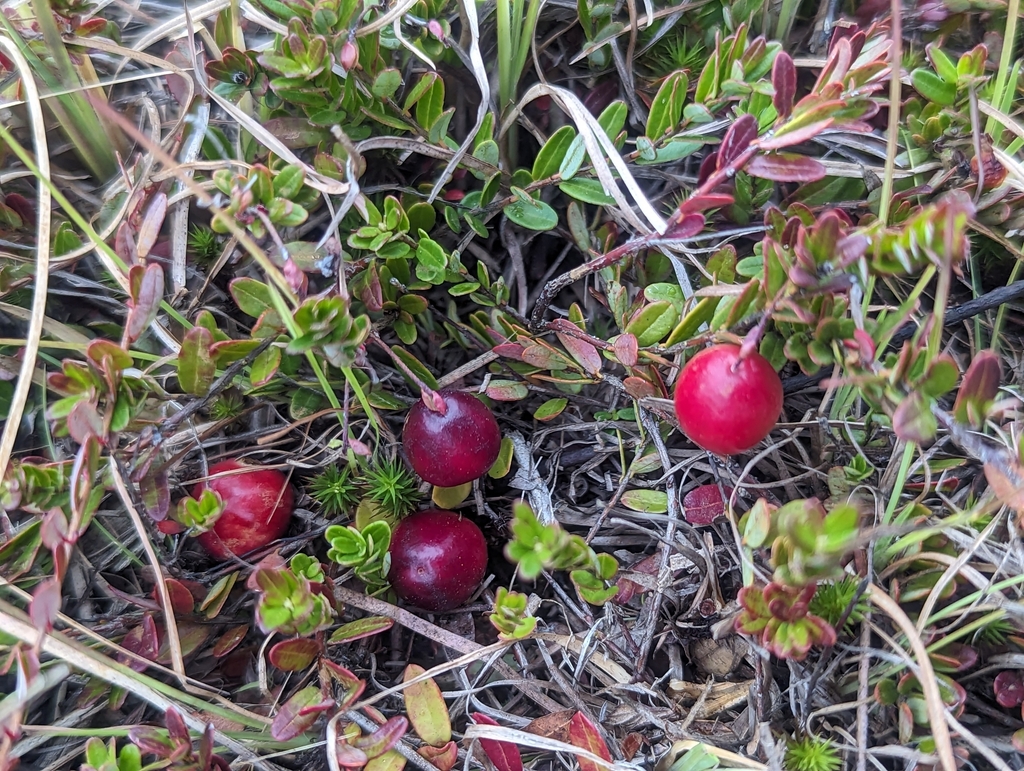 American Cranberry from Nelson Township, OH, USA on September 24, 2023 ...
