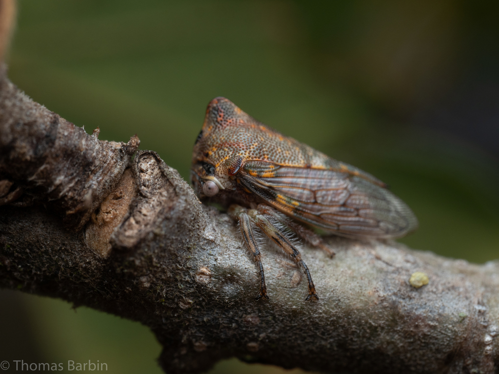 Oak Treehopper from Oak Bay, BC, Canada on September 24, 2023 at 02:26 ...