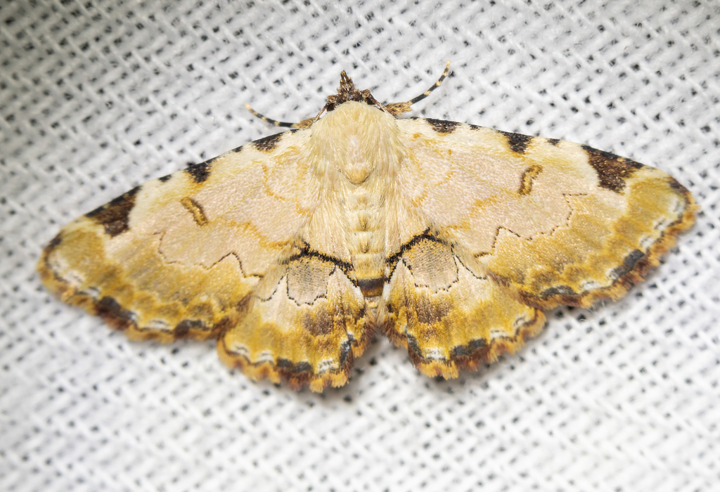 Sandava xylistis in September 2023 by Jacob Crisp · iNaturalist