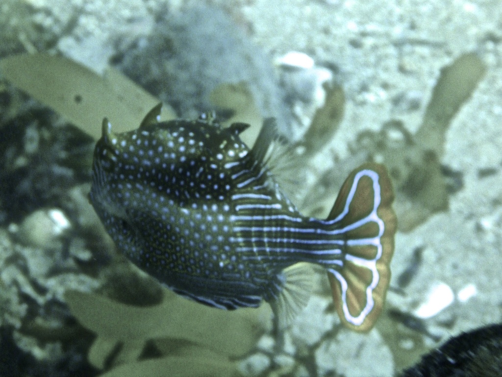 Ornate Cowfish from Flinders Pier, Flinders, VIC, AU on February 18 ...