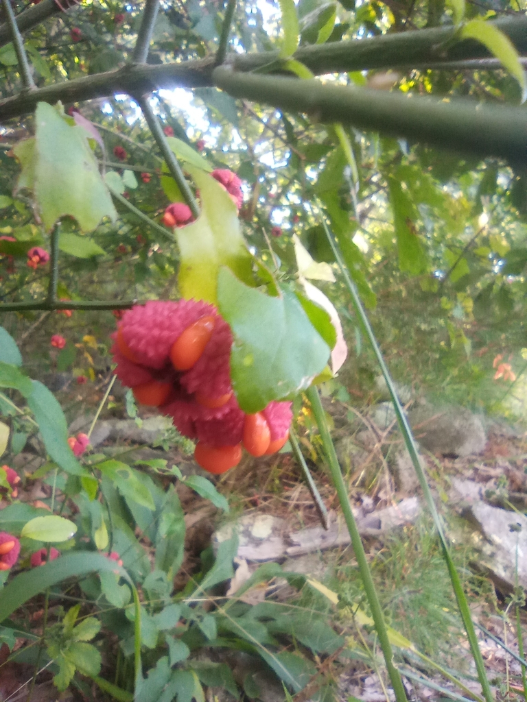 strawberry bush from Chatsworth, GA 30705, USA on September 22, 2023 at ...