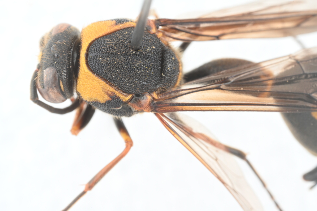 Eumenes labiatus from 中国湖北省武汉市洪山区 on July 11, 2023 at 03:42 PM by ...