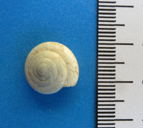 Genus Hiona · iNaturalist