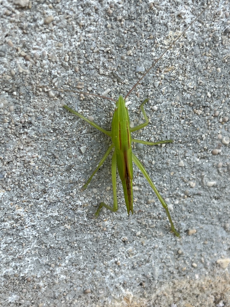 Euconocephalus Katydids in September 2023 by Nakatada Wachi · iNaturalist