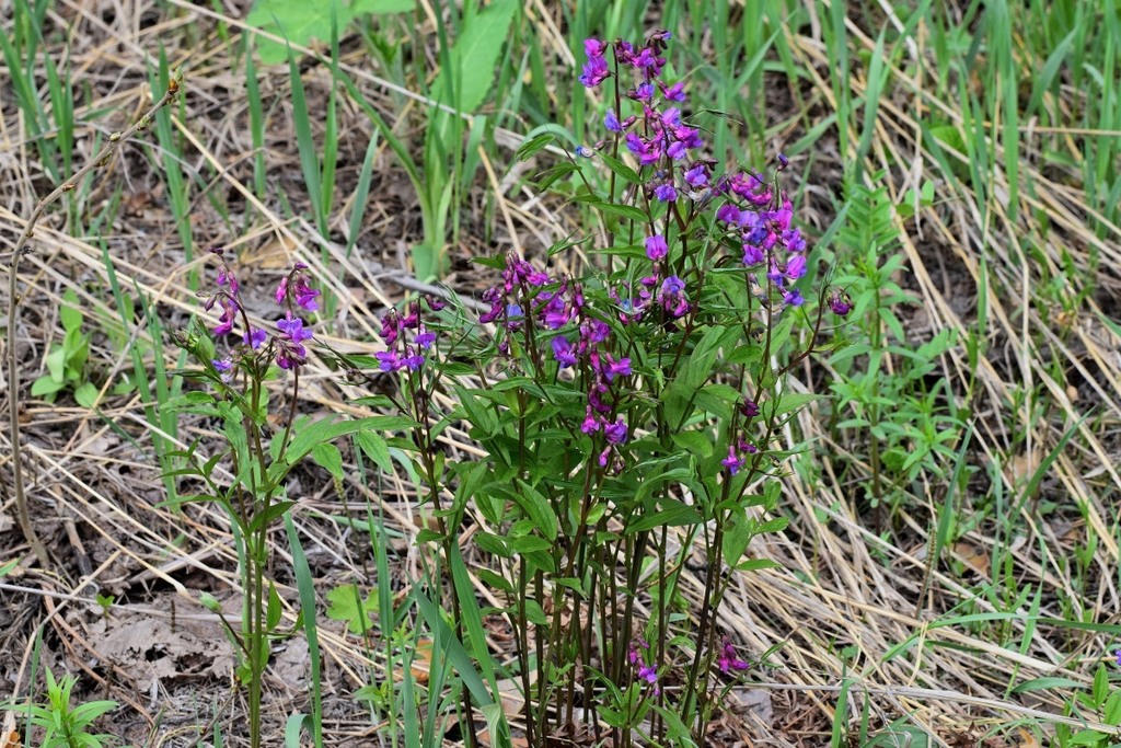 spring vetch from Косихинский р-н, Алтайский край, Россия on May 13 ...
