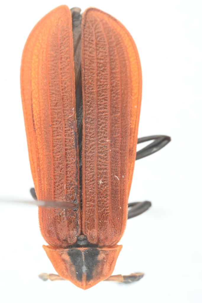 Lycostomus from 中国湖北省武汉市洪山区 on June 2, 2023 at 04:38 PM by hilyshao ...