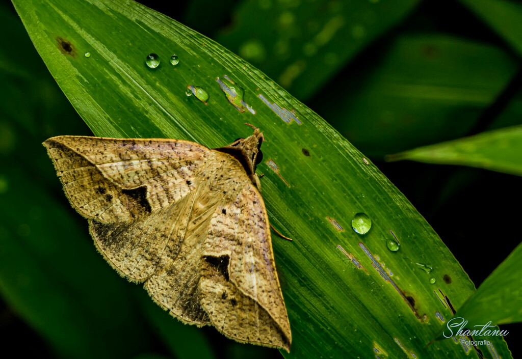 Dierna patibulum from Thane, Maharashtra, India on September 17, 2023 ...