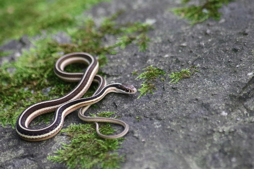 Northern Ribbon Snake from Barry County, MI, USA on September 24, 2023 ...