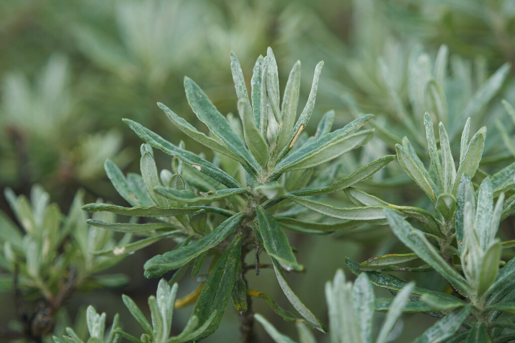 dwarf madrone from Provincia de Cartago, Paraíso, Costa Rica on August ...
