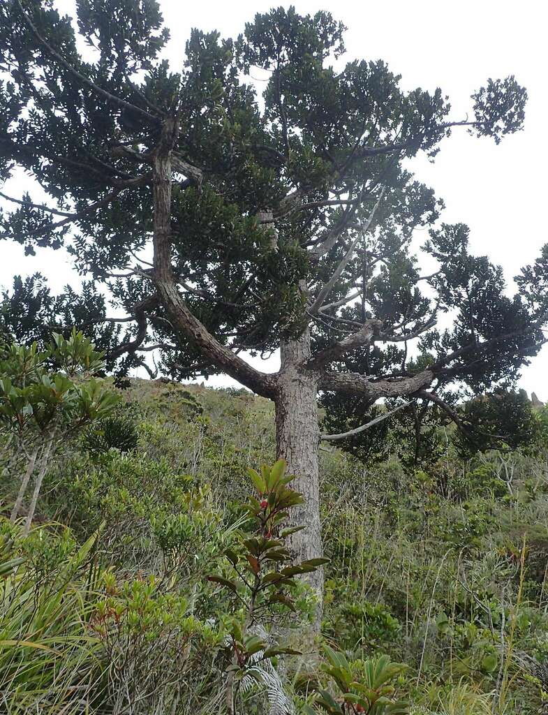 Koghis kauri in August 2023 by Bryce Williamson · iNaturalist
