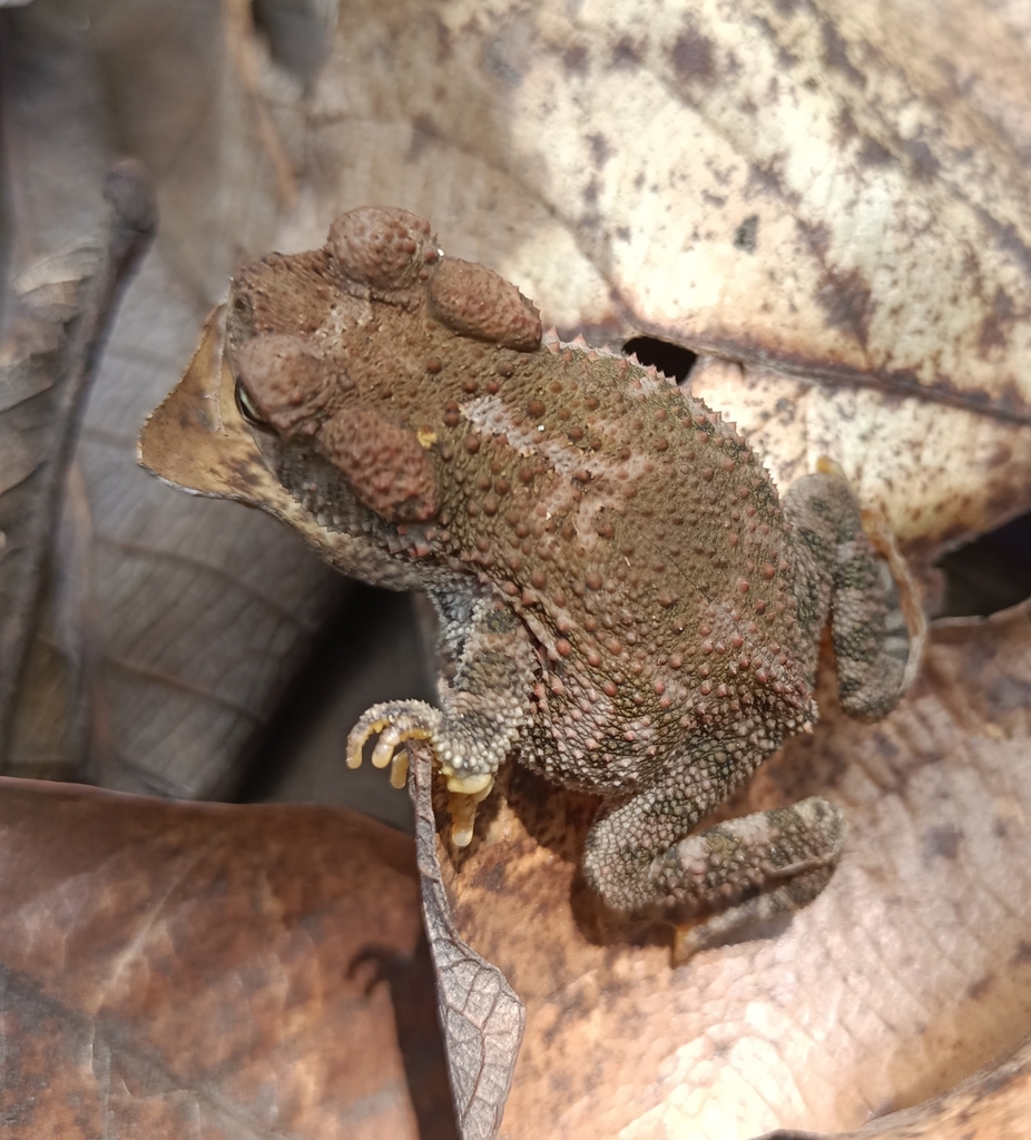 Pine Toad from 63836 Nay., México on September 24, 2023 at 12:32 PM by ...