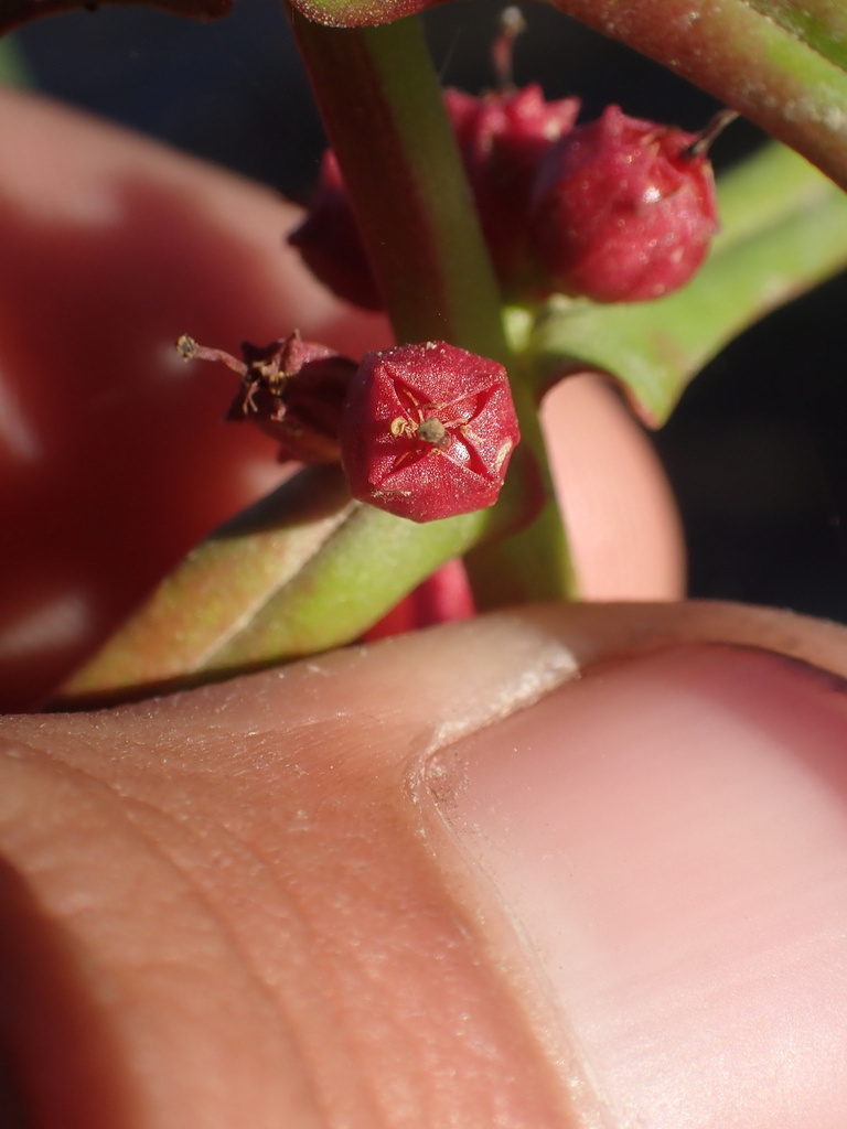 Scarlet Toothcup from San Timoteo, Redlands, CA, US on September 24 ...