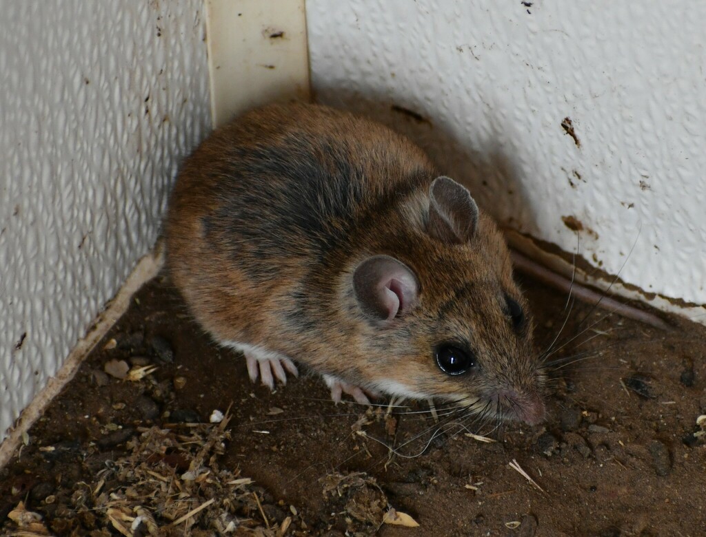 North American Deer Mice from Brewster County, TX, USA on September 13 ...