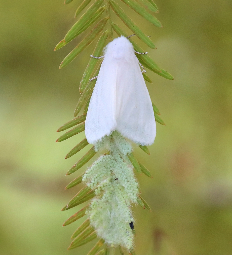 Fall Webworm Moth from Opelousas on September 24, 2023 at 03:19 PM by ...