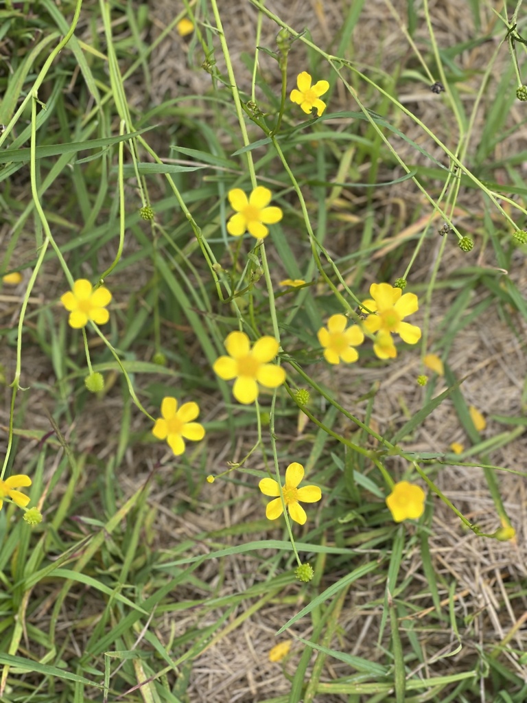 Australian Buttercup from Meridan Plains, QLD, AU on September 25, 2023 ...