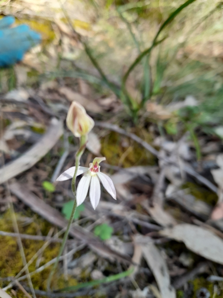 Pink Lady Fingers from Nillumbik Bal, AU-VI, AU on September 25, 2023 ...