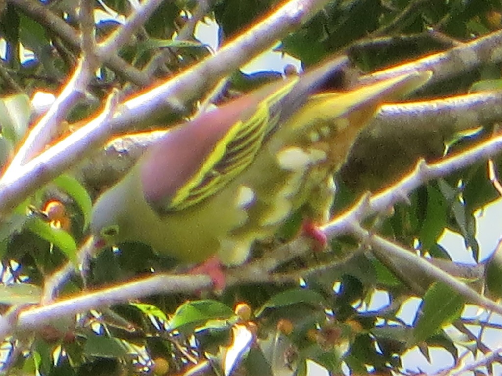 Thick-billed Green-Pigeon (Animals of Penang Hill) · iNaturalist