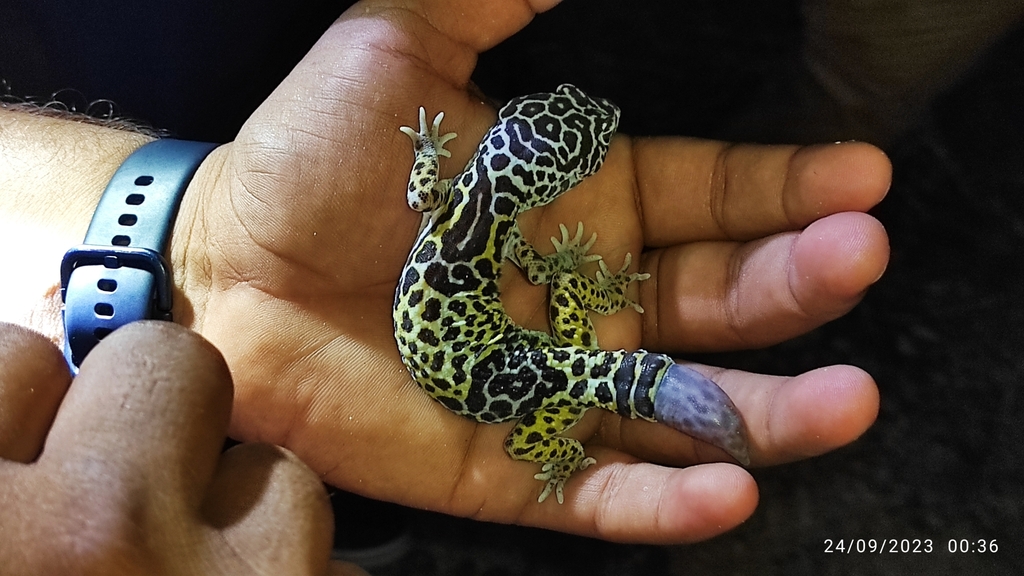 Western Indian Leopard Gecko from Subhashpar, Gujarat 370601, India on ...