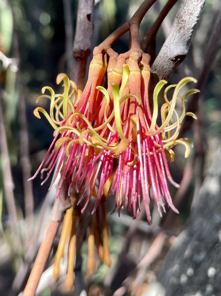 drooping mistletoe from Kookaburra Bush Cct, Frankston South, VIC, AU ...