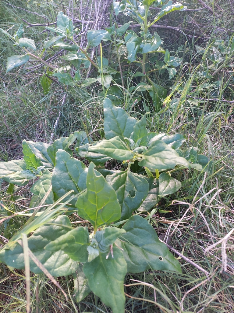 New Zealand Spinach from Coorparoo Square - Holdsworth St, Coorparoo ...
