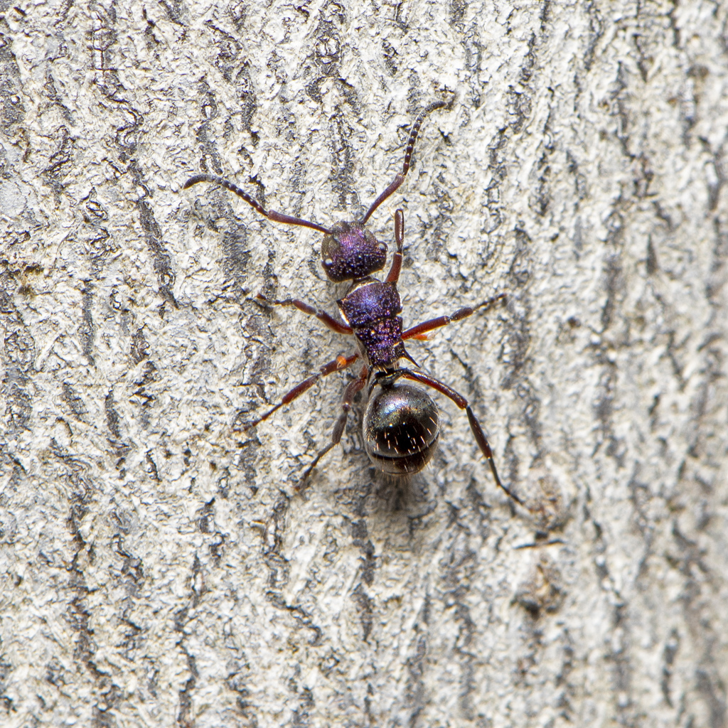 Polyrhachis hookeri from Lake Manchester QLD 4306, Australia on ...