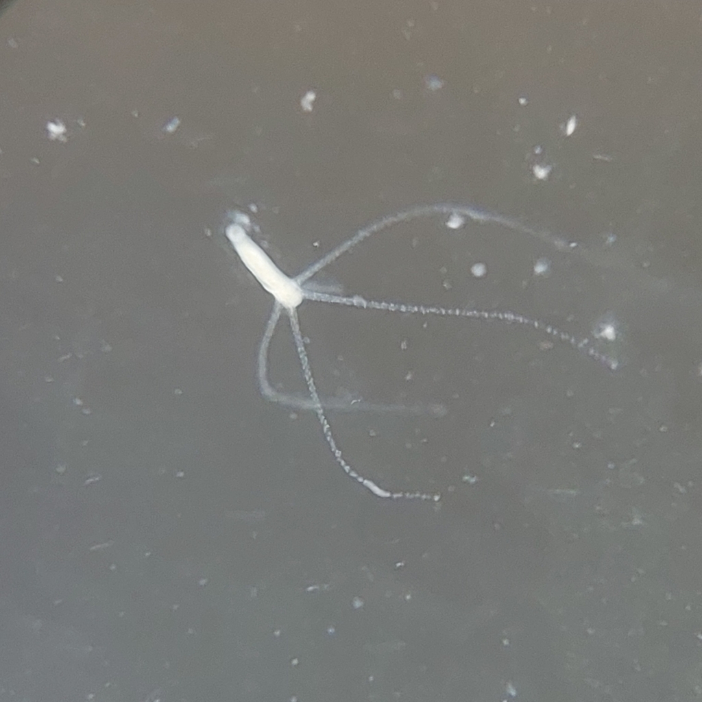 Common Hydra from 67867 N.L., Mexico on September 22, 2023 at 04:39 PM ...